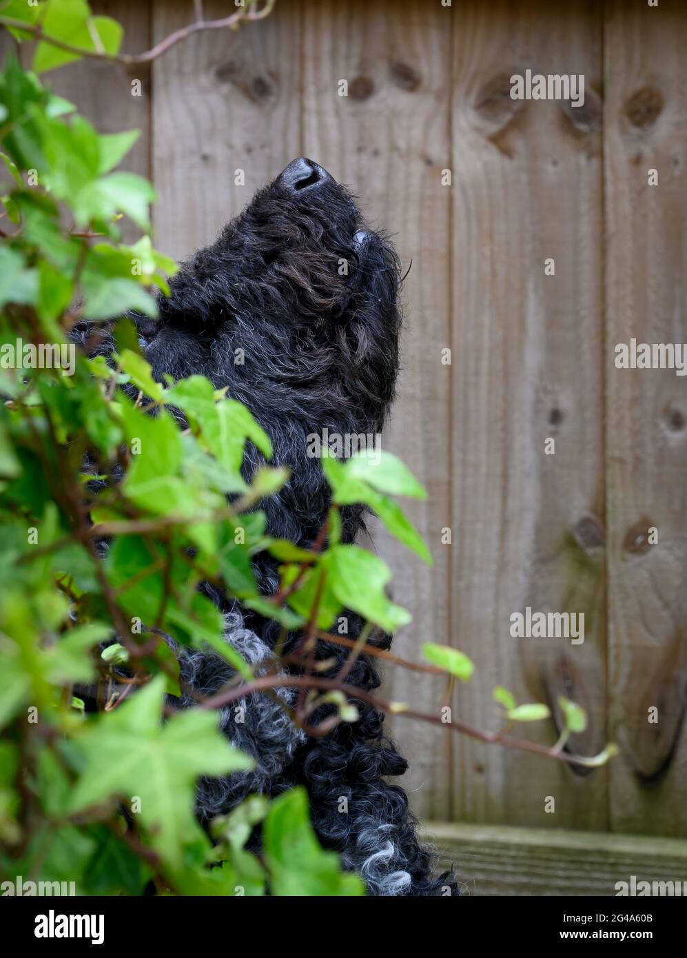 The head of a black Labradoodle dog poking out from behind some ivy and ...