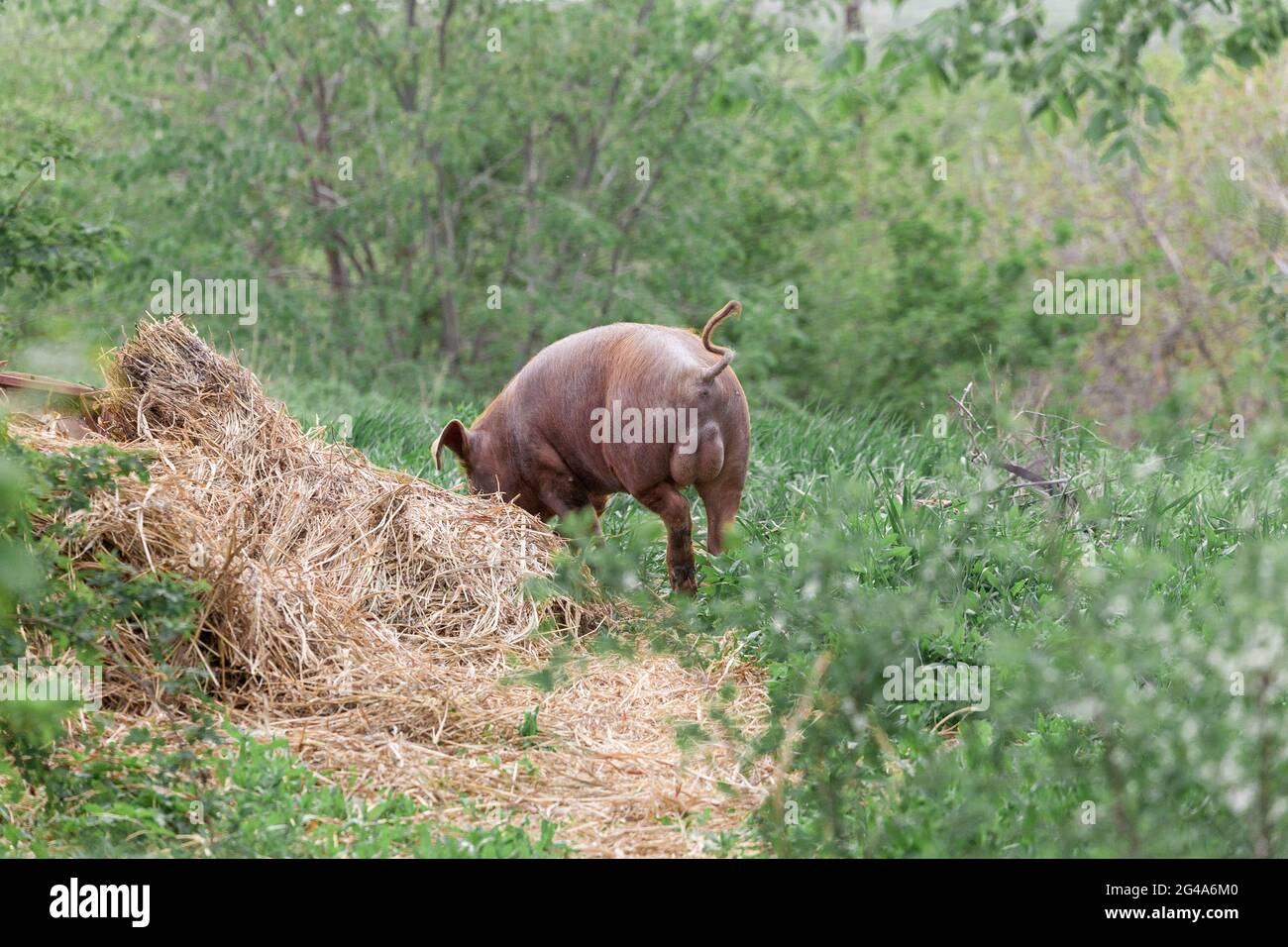 piglet with dark brown hair and curled pig tail in a cage eating grass ...