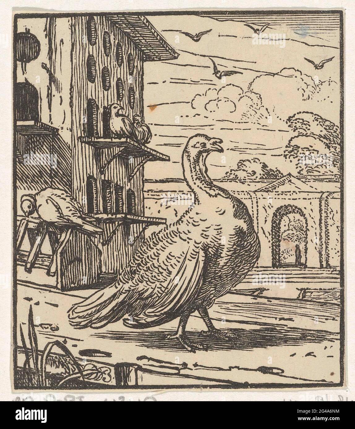 Large male pigeon; Different bird species Stock Photo - Alamy