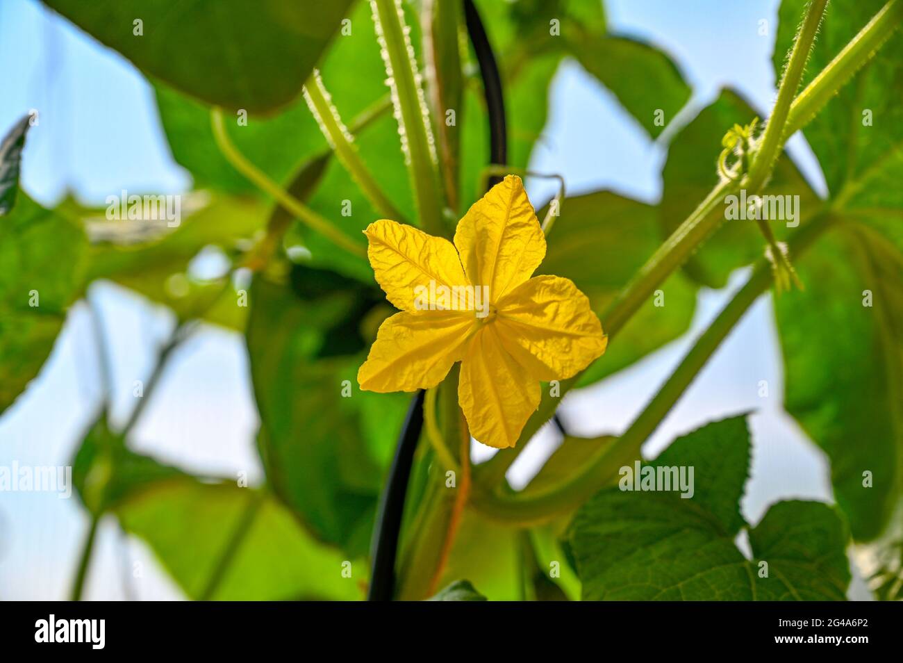 cucumber plant with yellow flower in greenhouse Stock Photo - Alamy
