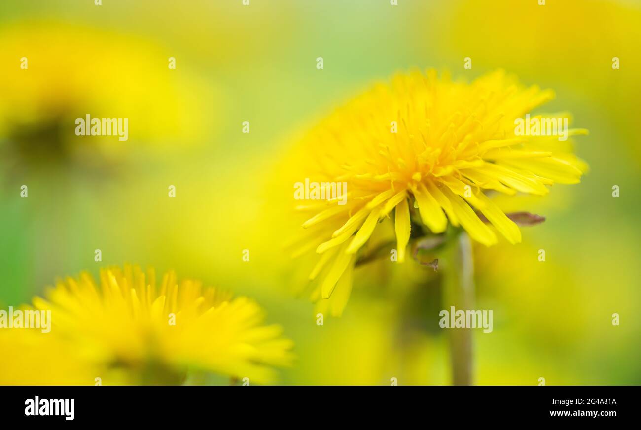 dandelion macro photo - close up nature flower Stock Photo - Alamy