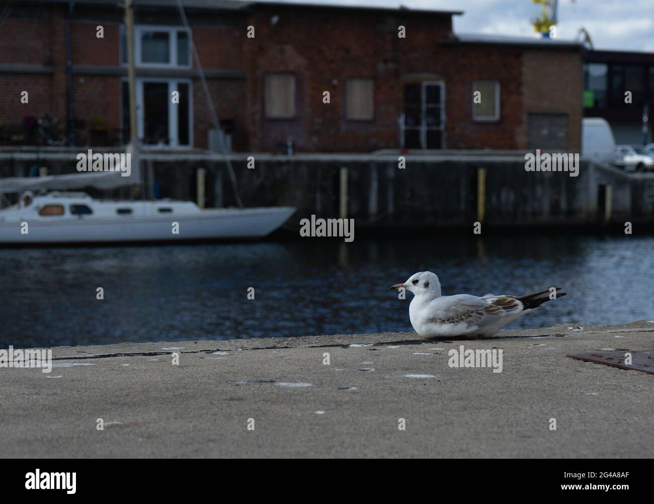 Sea gull in the harbor of the german city called Wismar Stock Photo - Alamy