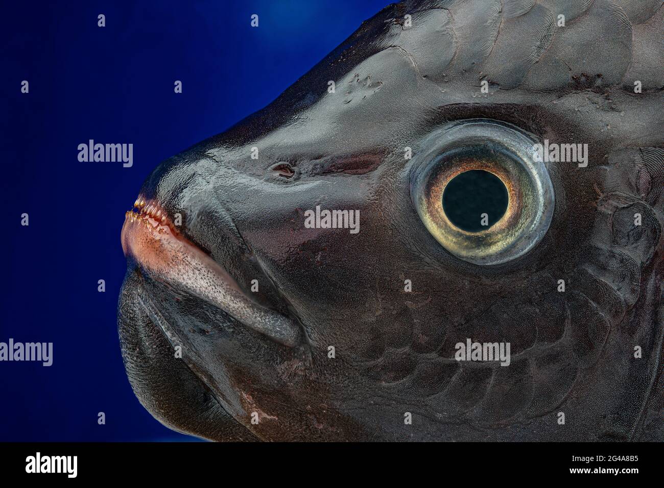 Macro photo of tilapia fish Stock Photo - Alamy