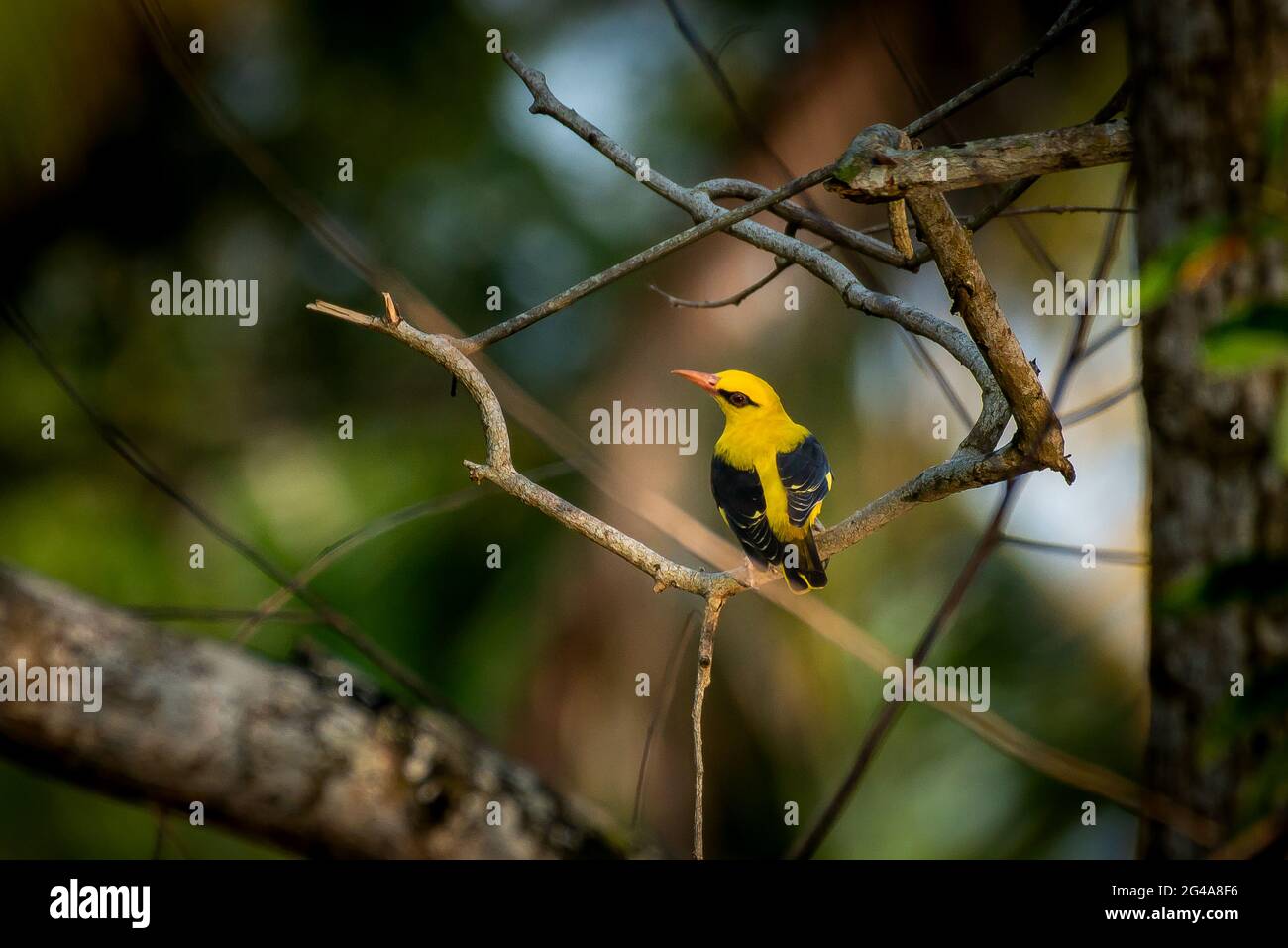 An Indian Golden Oriole male Stock Photo - Alamy