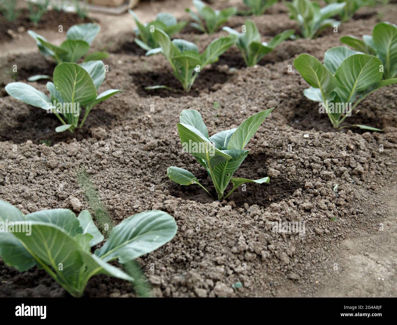 Cabbage bushes with green leaves grow in brown soil Stock Photo - Alamy