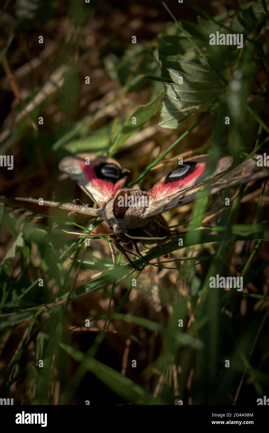 Random animals in nature Stock Photo - Alamy