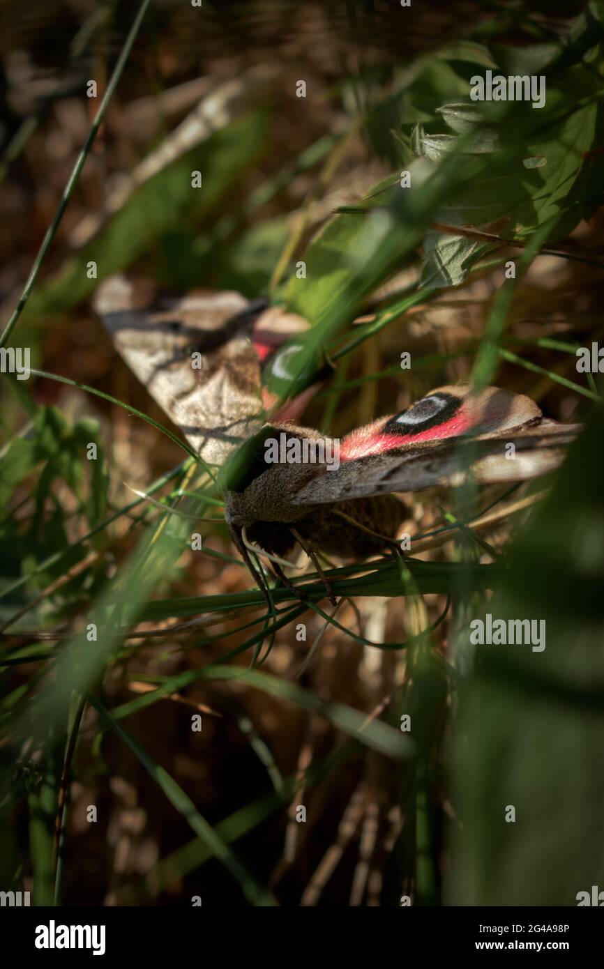 Random animals in nature Stock Photo - Alamy