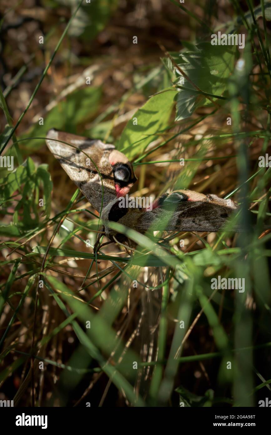 Random animals in nature Stock Photo - Alamy