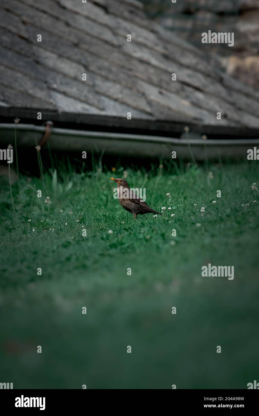 Random animals in nature Stock Photo - Alamy