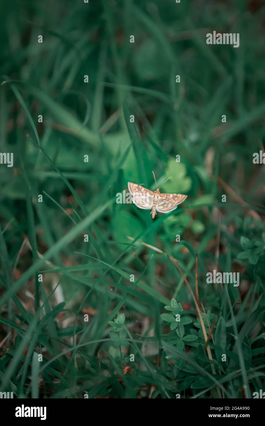 Random animals hi-res stock photography and images - Alamy