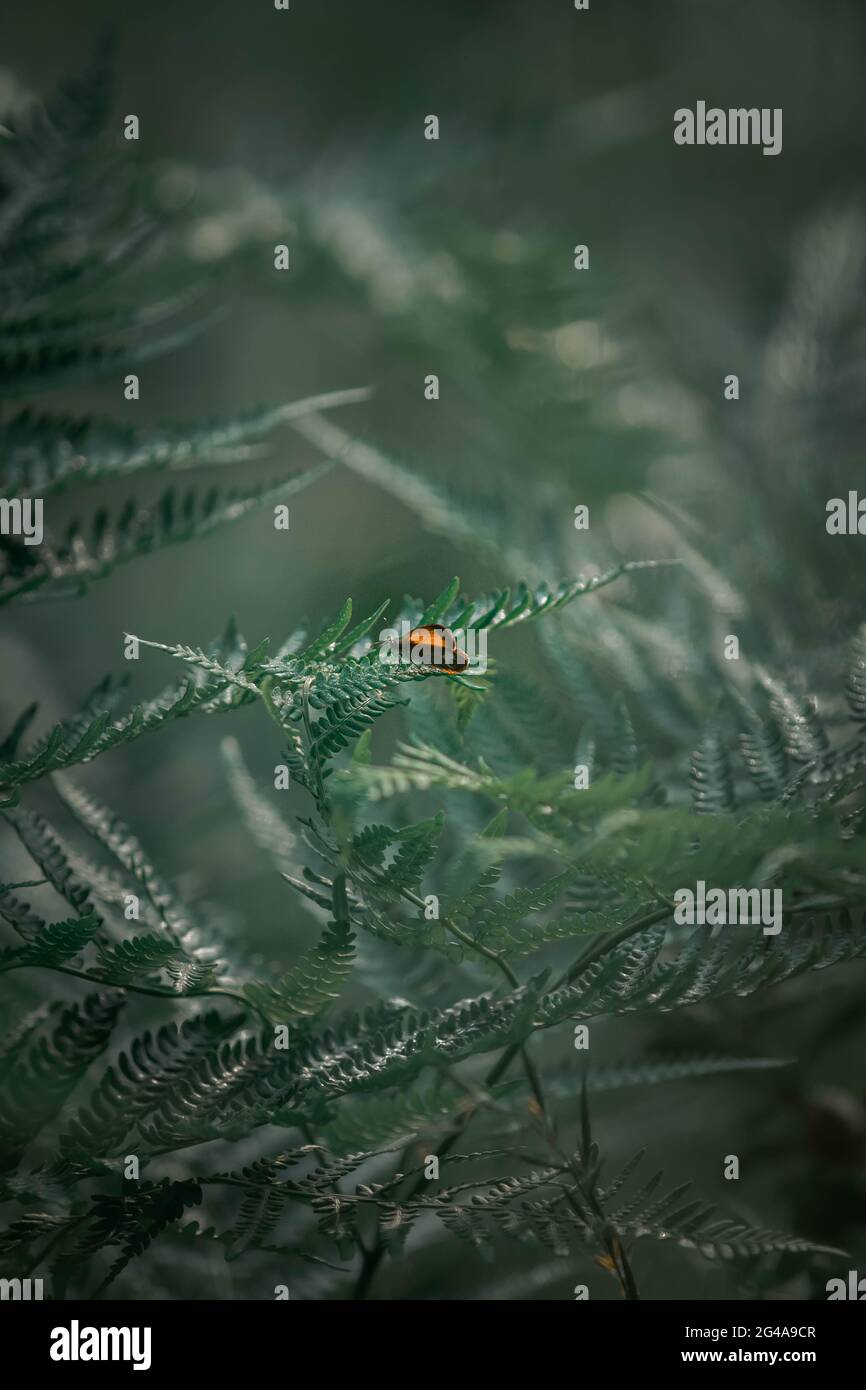 Random animals in nature Stock Photo - Alamy