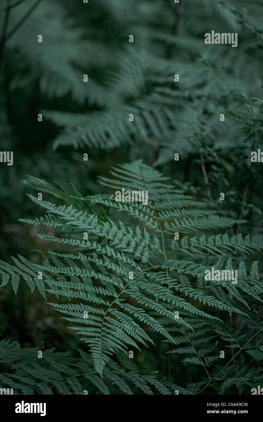 Random animals in nature Stock Photo - Alamy