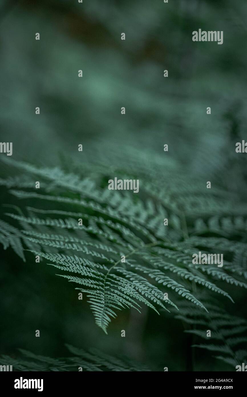 Random animals in nature Stock Photo - Alamy