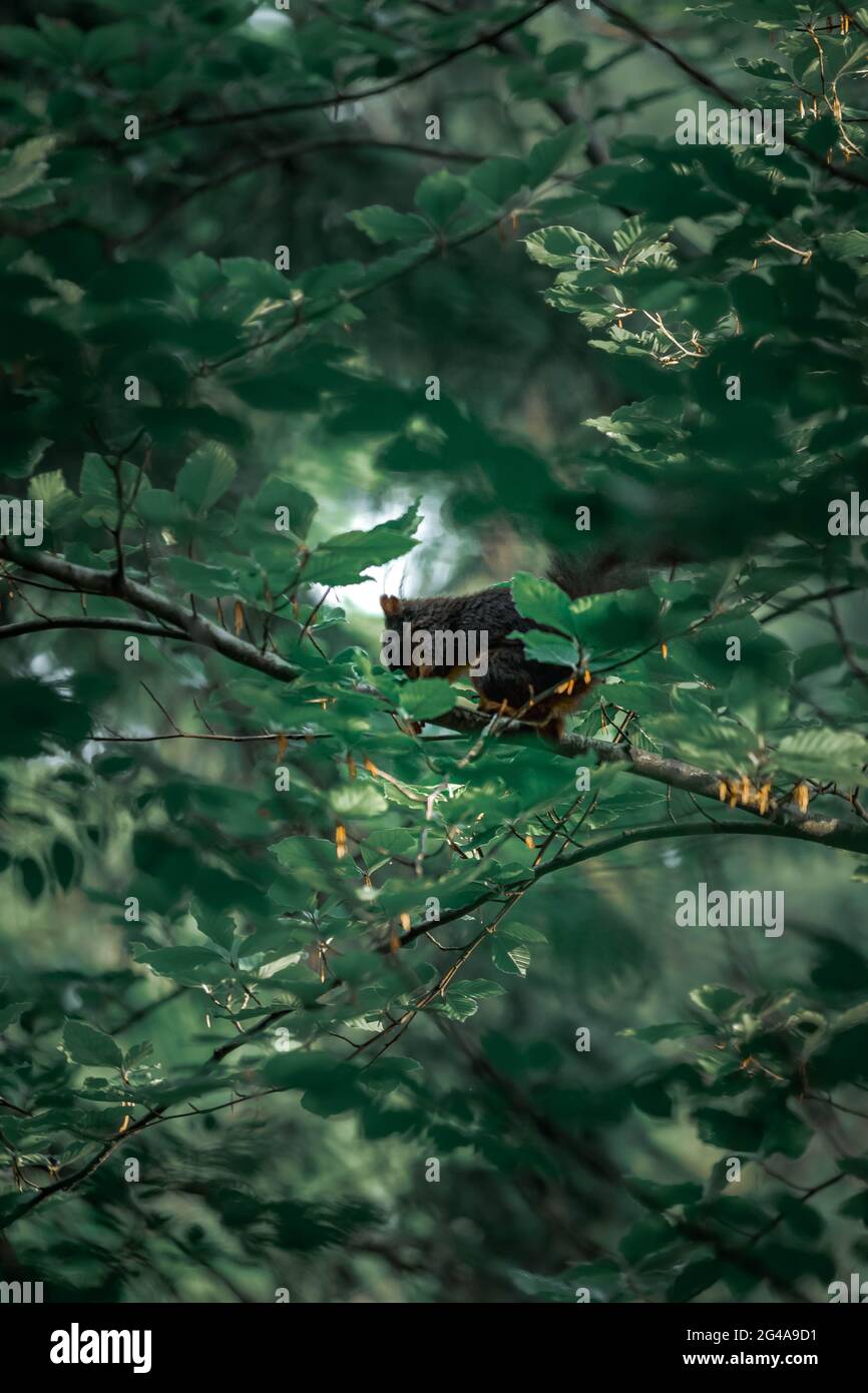 Random animals in nature Stock Photo - Alamy