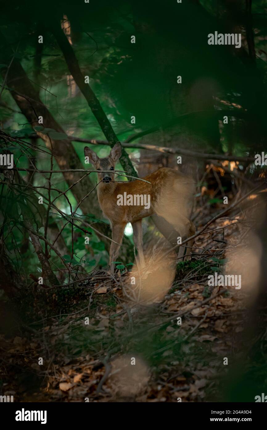 Random animals in nature Stock Photo - Alamy