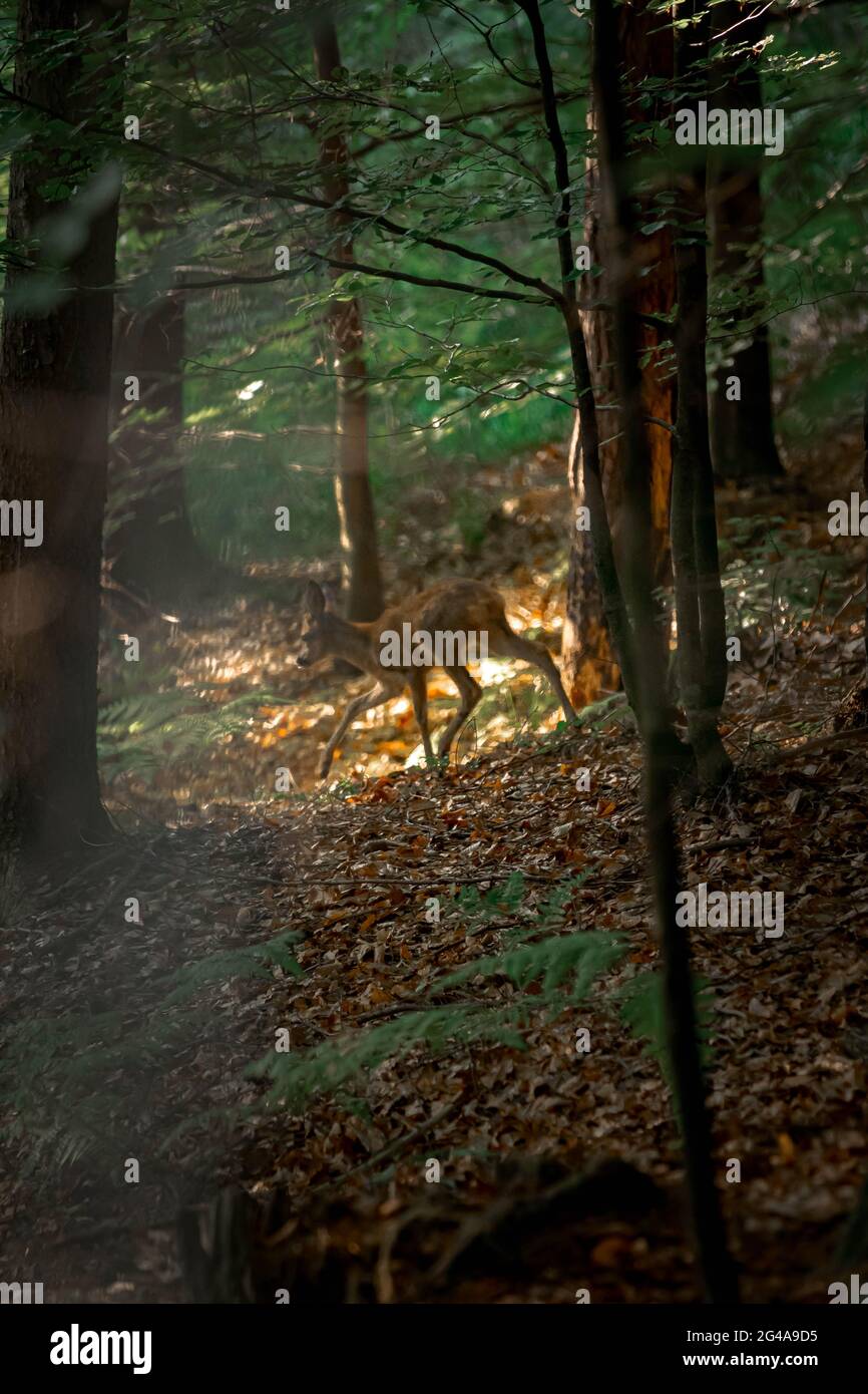 Random animals in nature Stock Photo - Alamy