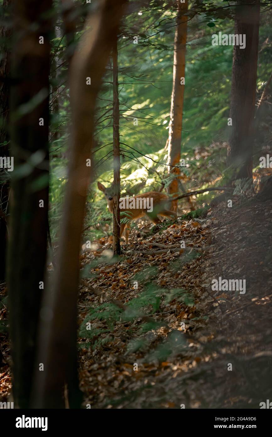 Random animals in nature Stock Photo - Alamy