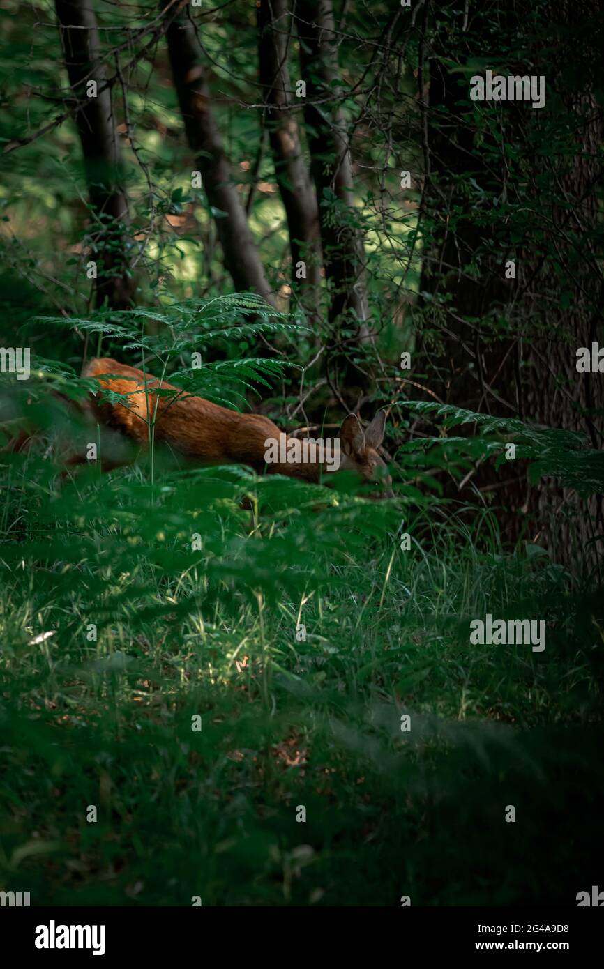 Random animals in nature Stock Photo - Alamy