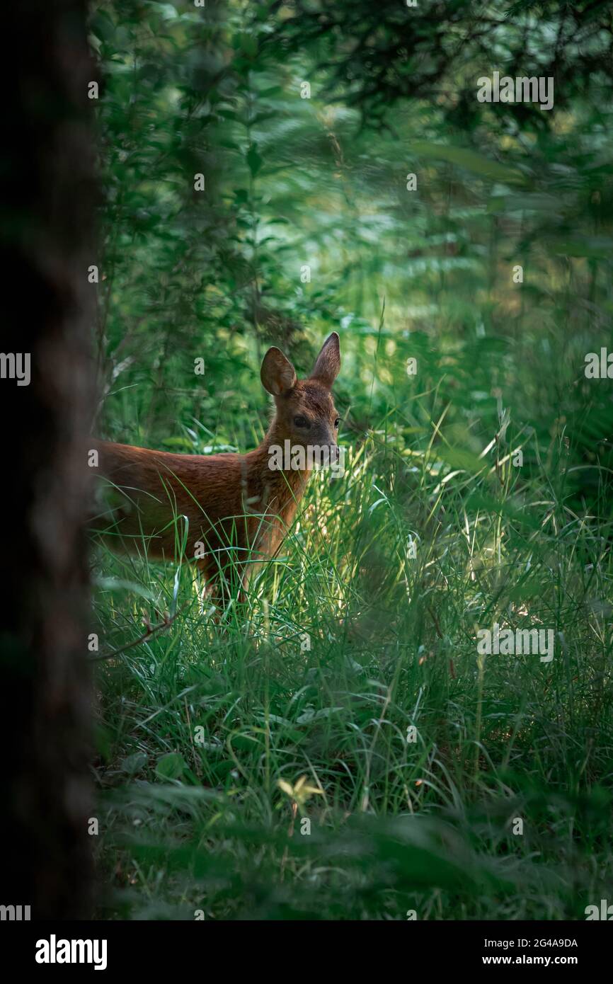 Random animals in nature Stock Photo - Alamy