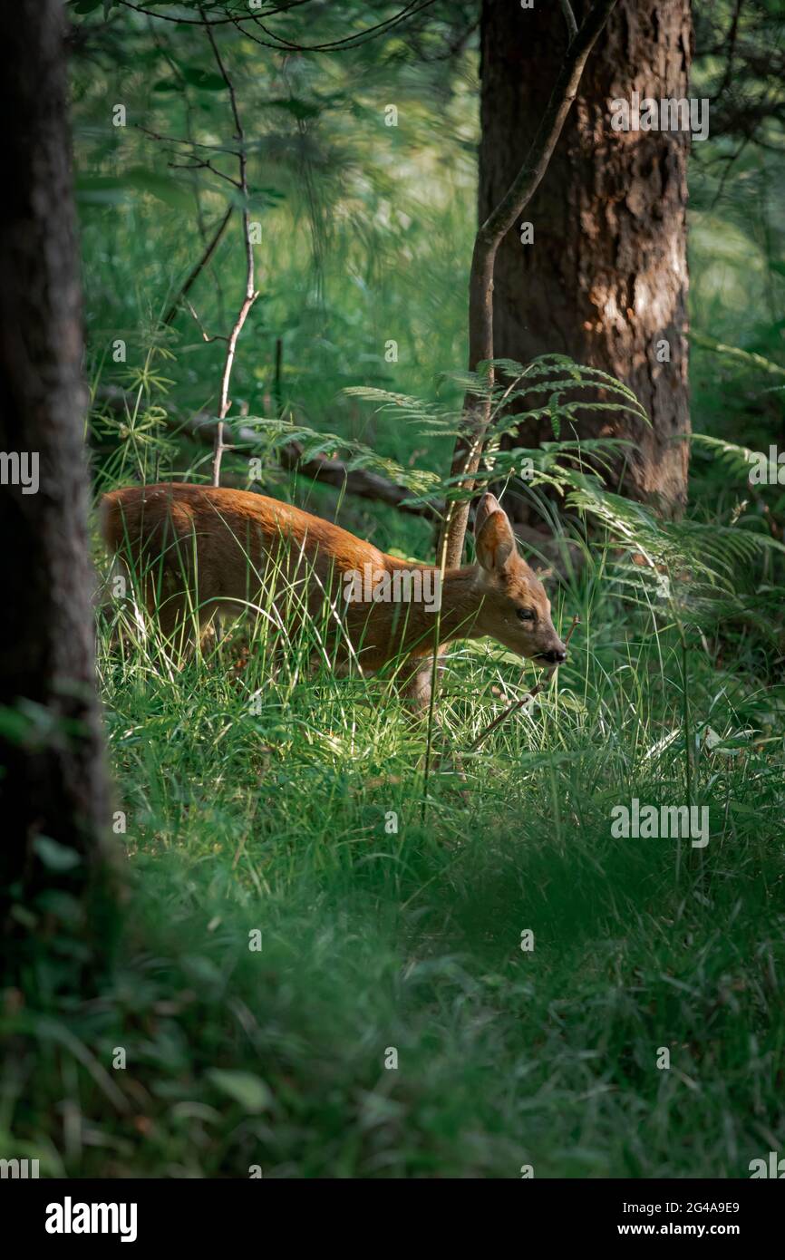 Random animals in nature Stock Photo - Alamy