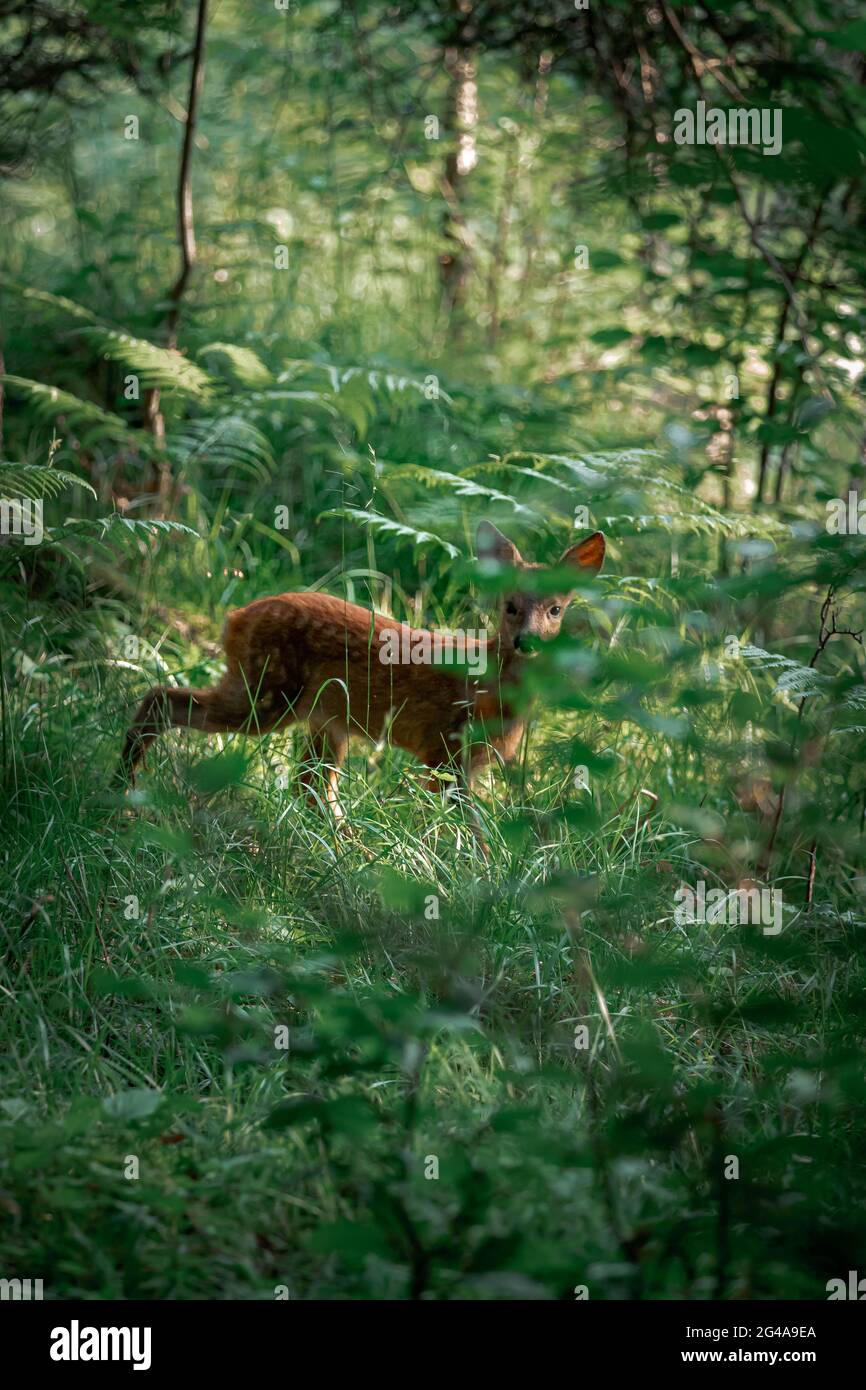 Random animals in nature Stock Photo - Alamy