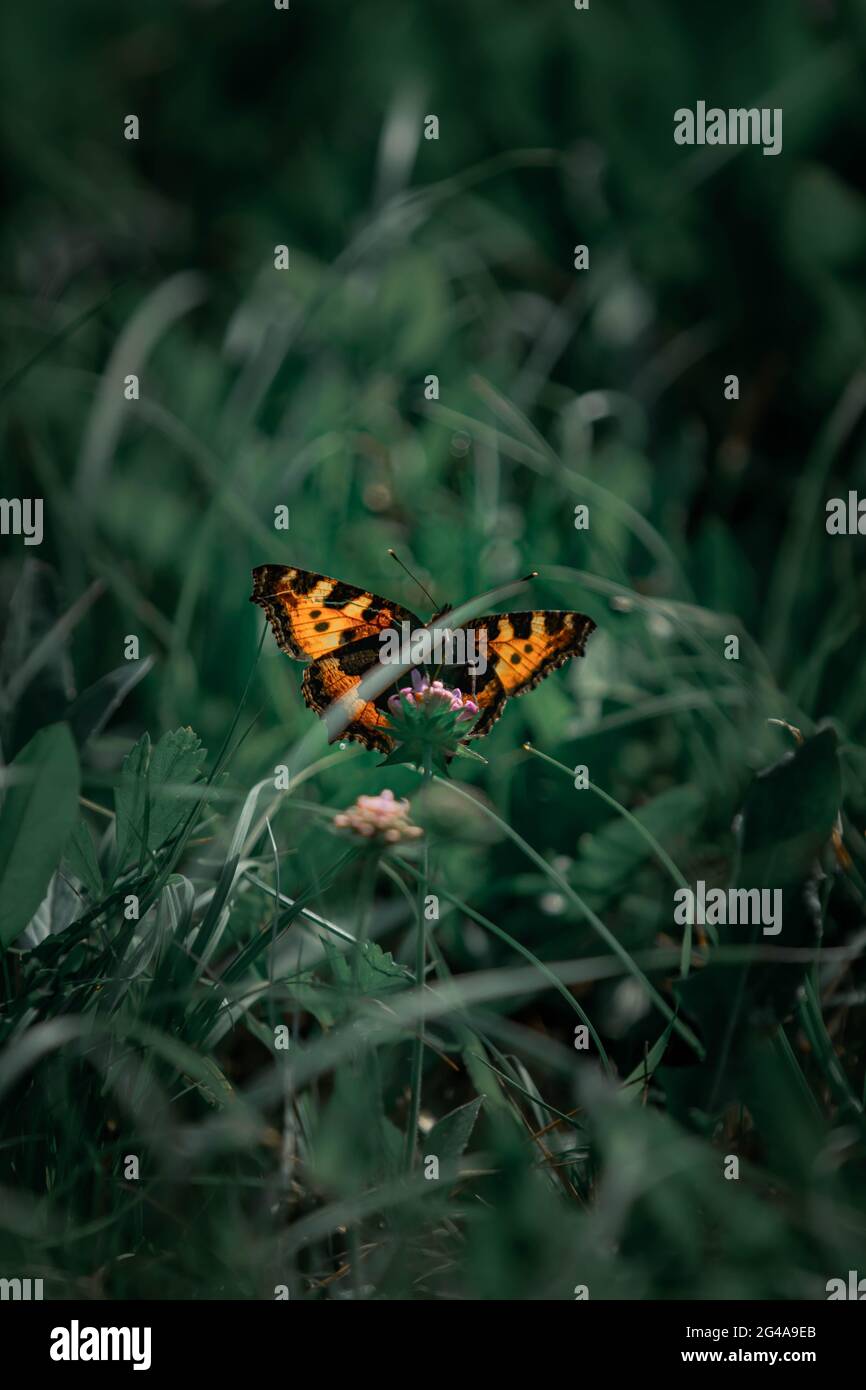 Random animals in nature Stock Photo - Alamy