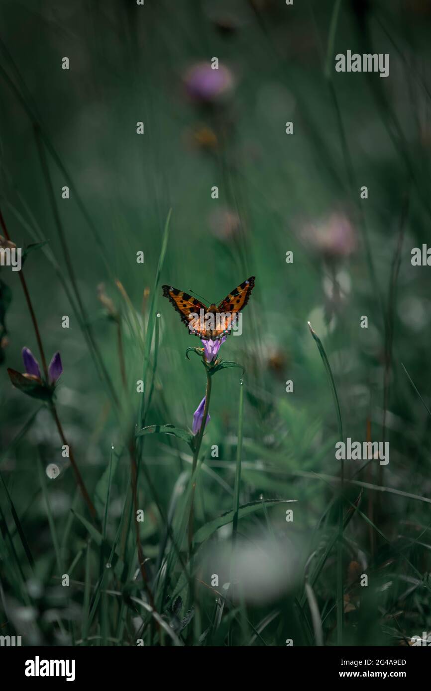 Random animals in nature Stock Photo - Alamy