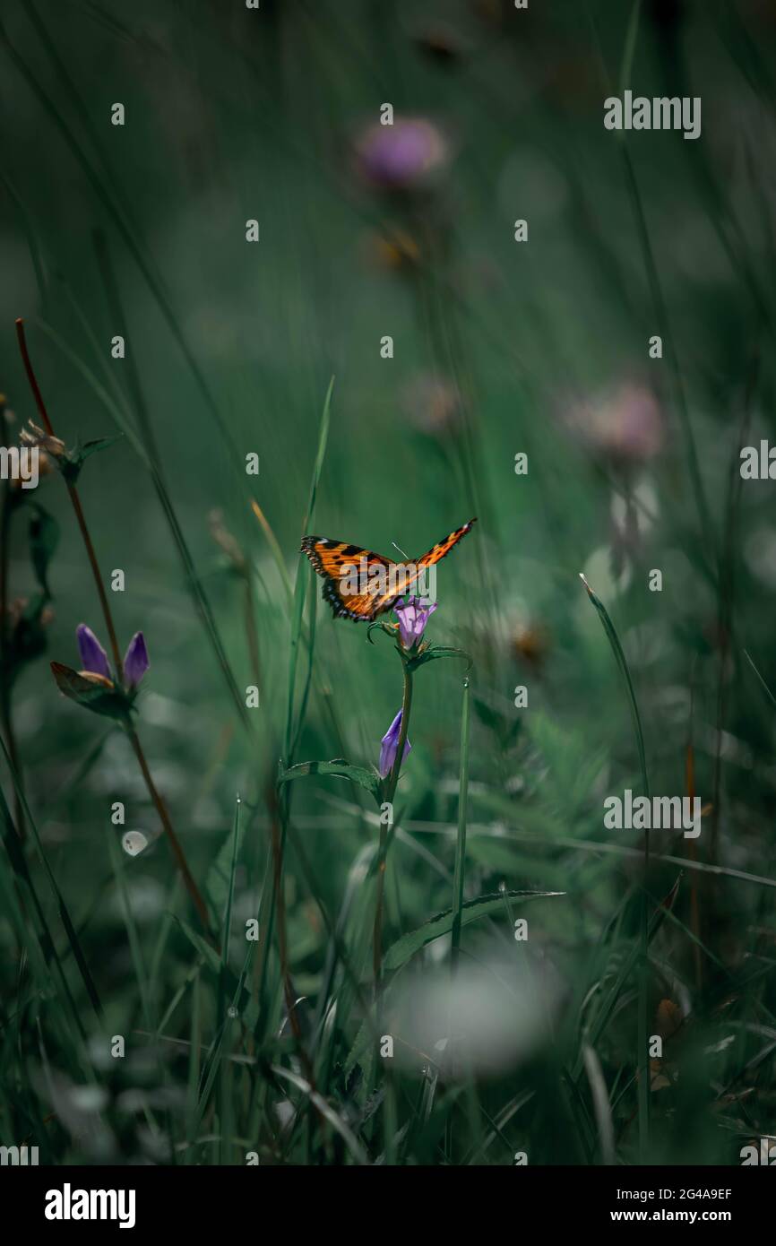 Random animals in nature Stock Photo - Alamy