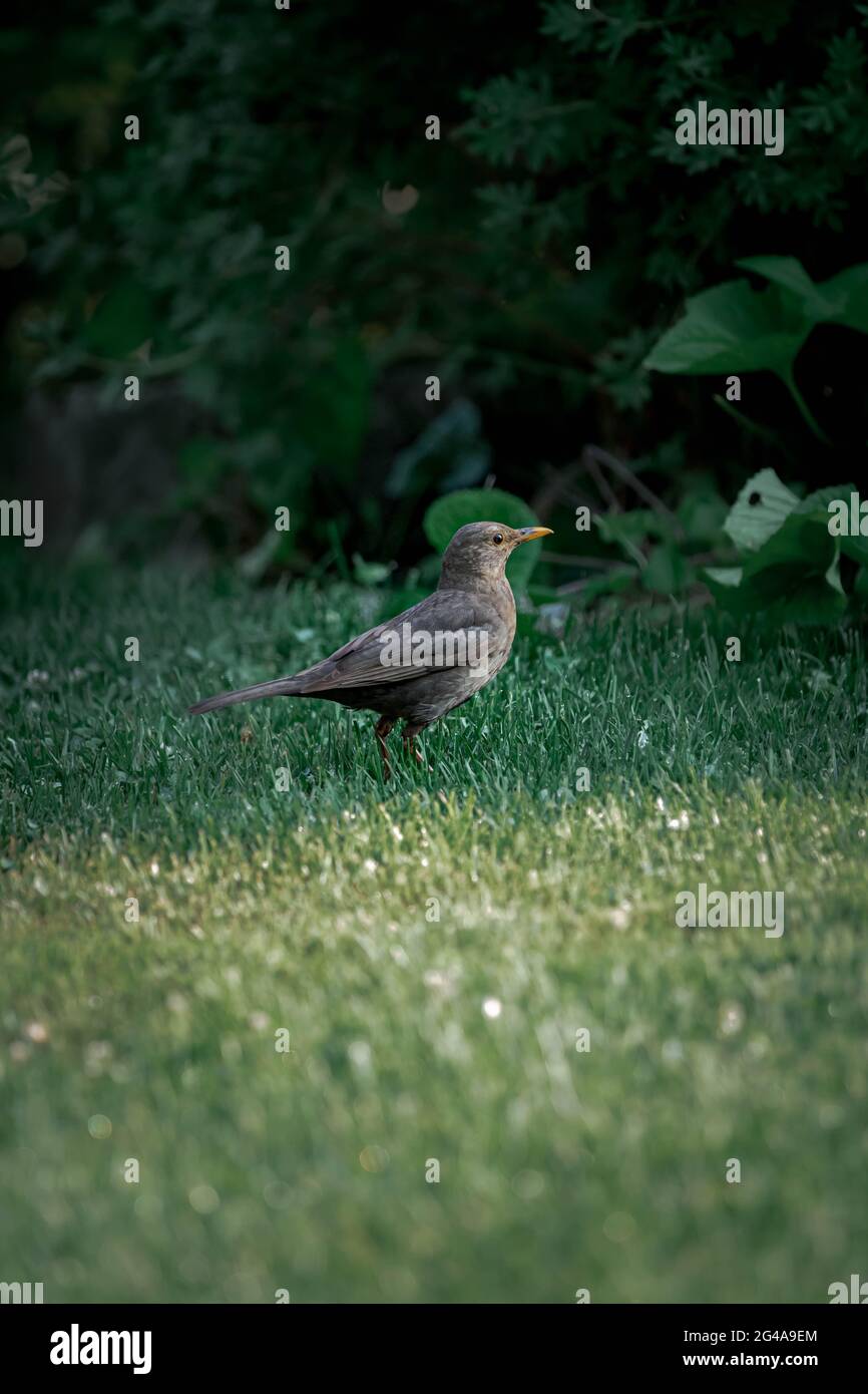 Random animals in nature Stock Photo - Alamy