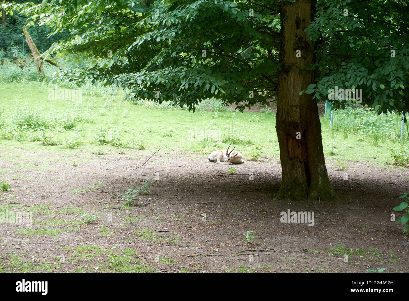 A natural view of a deer resting on grasses in captivity Stock Photo ...