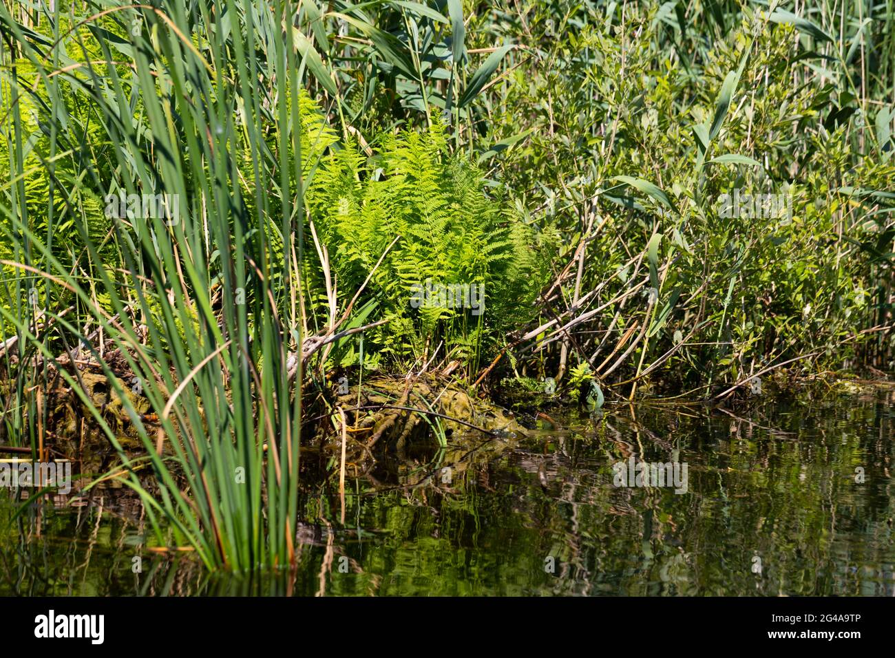Picture of the biosphere of the Danube Delta in Romania, protected ...