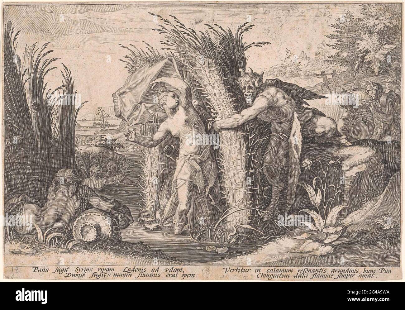 Pan and syrinx; Metamorphoses from Ovid. The God Pan chases the Nymph ...