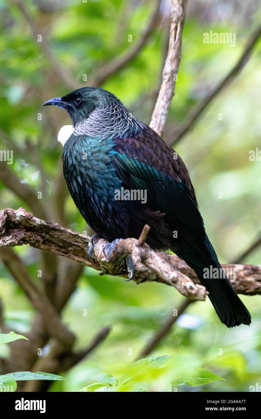 New Zealand Tui perched in a tree surveying its land, Wellington Stock ...