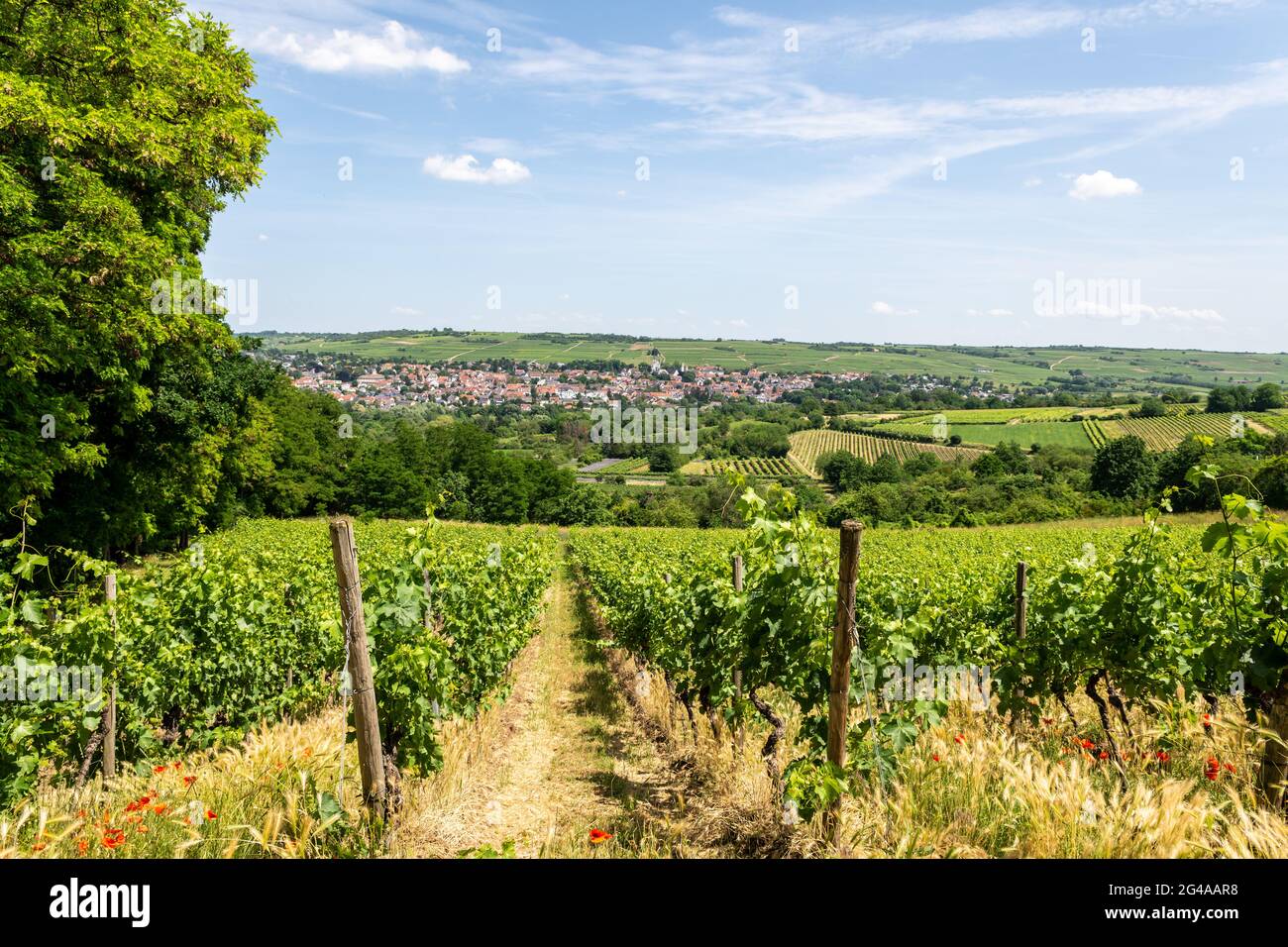 Ingelheim skyline hi-res stock photography and images - Alamy