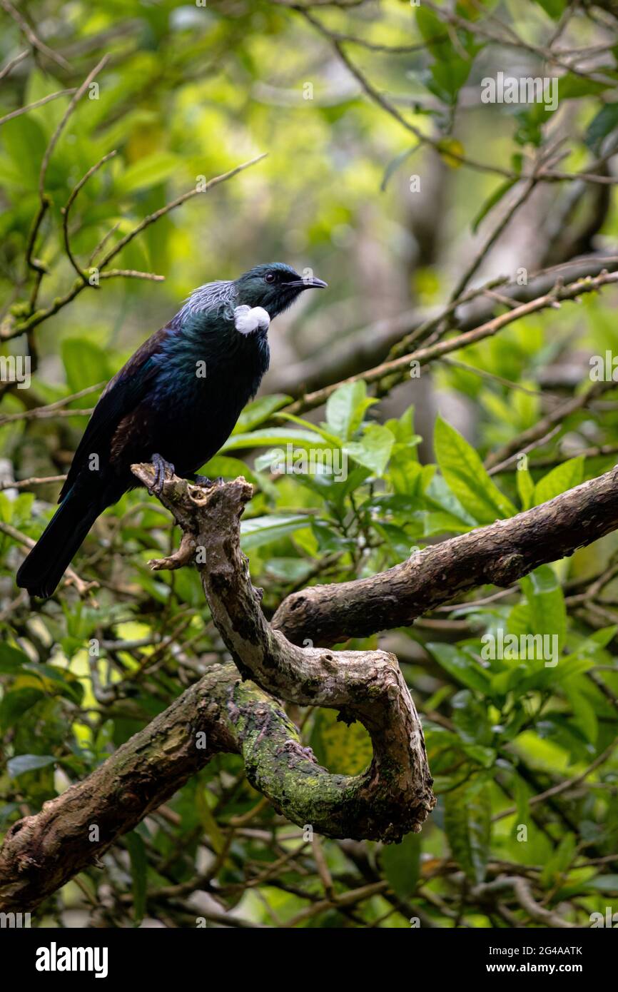 New Zealand Tui perched in a tree surveying its land, Wellington Stock ...