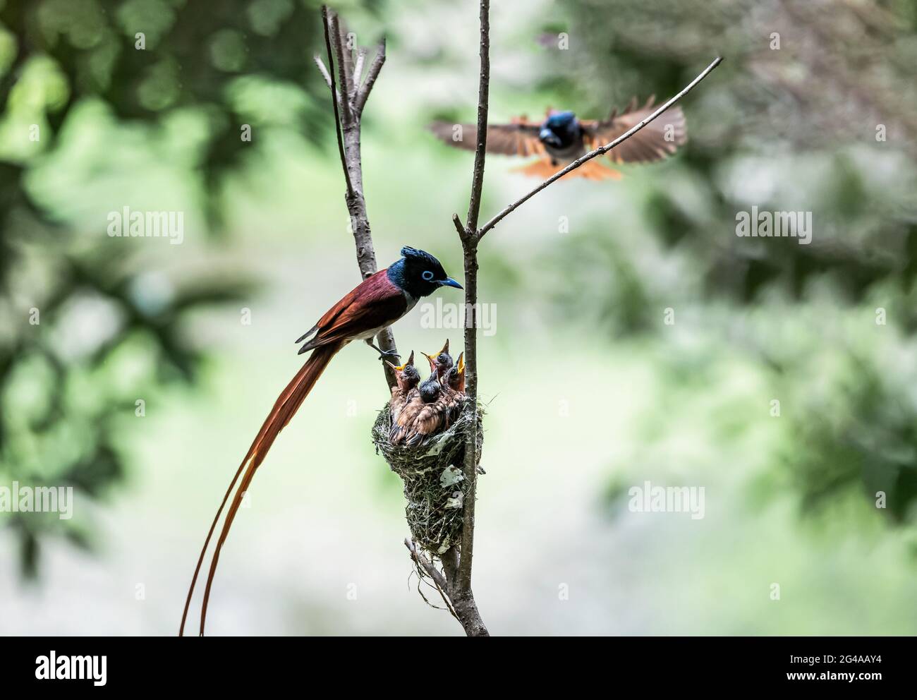 CHONGQING, CHINA - JUNE 16, 2021 - Shoudaibirds feed their birds on a ...