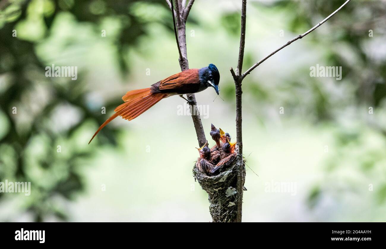 CHONGQING, CHINA - JUNE 16, 2021 - Shoudaibirds feed their birds on a ...