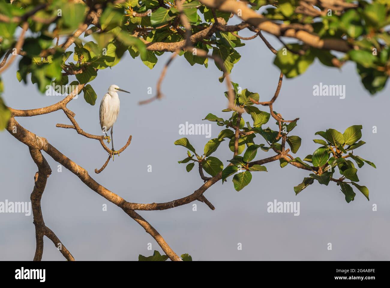 Ethiopia awassa hi-res stock photography and images - Alamy