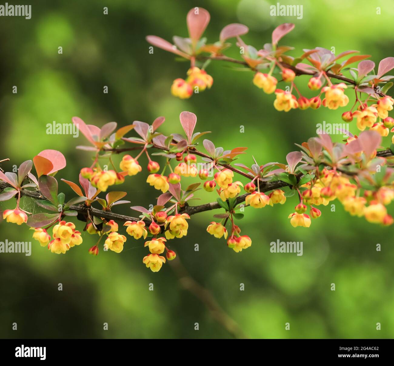 Berberis vulgaris shrub spring hi-res stock photography and images - Alamy
