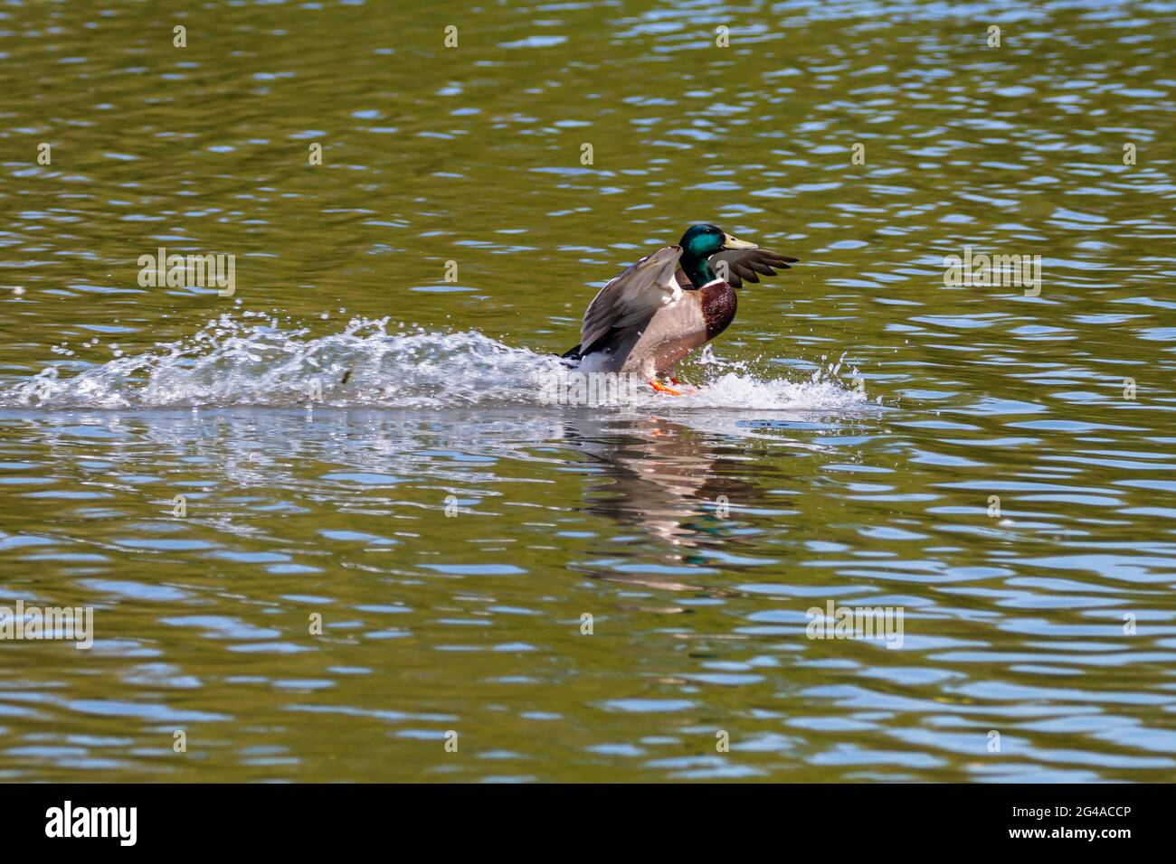 Backwell hi-res stock photography and images - Alamy