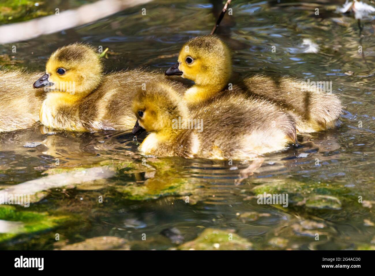 Beautiful goslings hi-res stock photography and images - Alamy