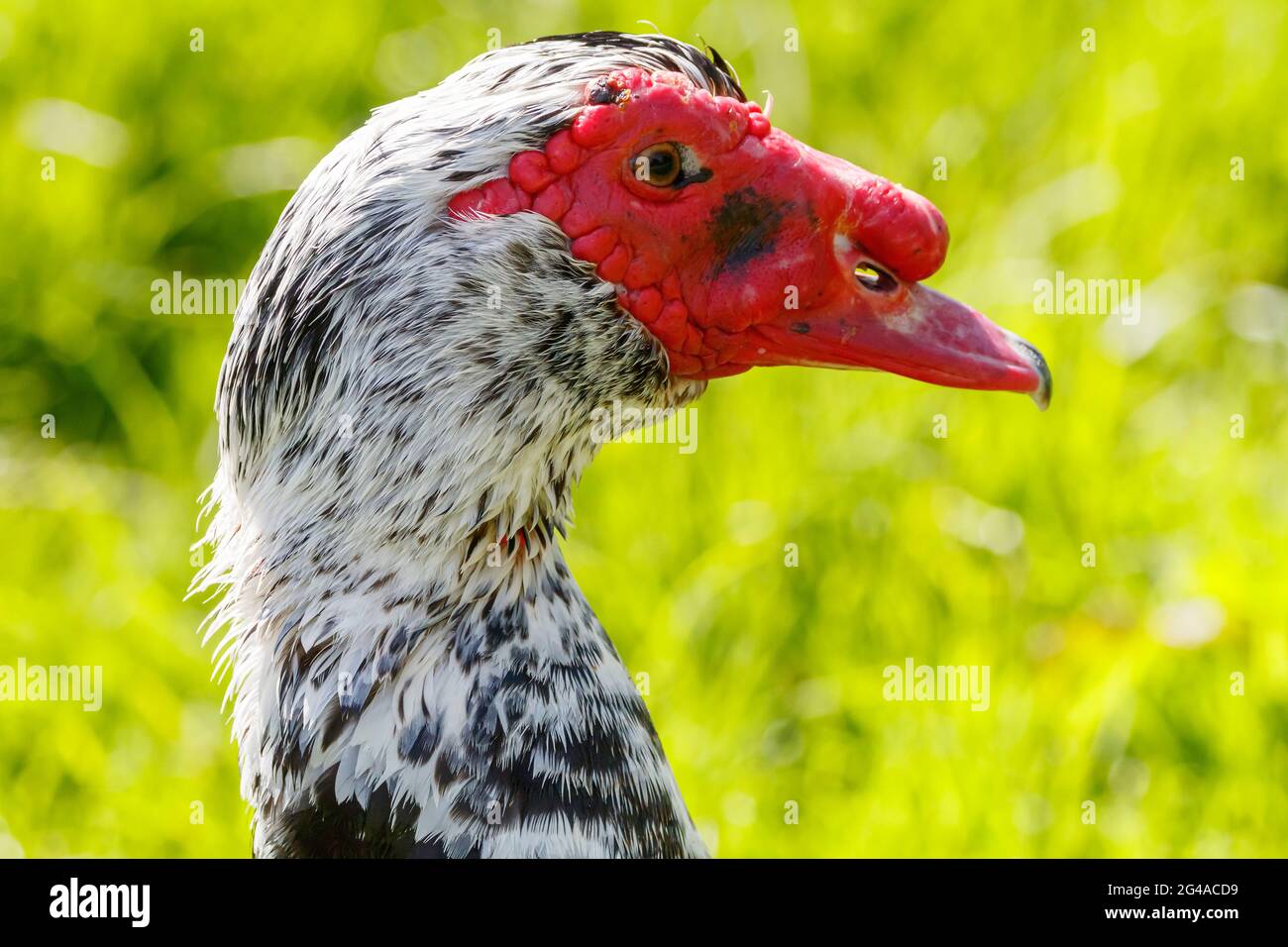 Backwell lake hi-res stock photography and images - Alamy