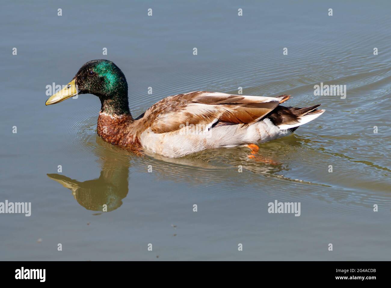 Sunny duck hi-res stock photography and images - Alamy