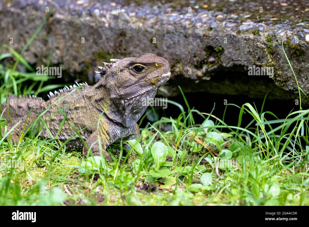 Tuatara, the prehistoric native reptile from New Zealand. Shot in ...