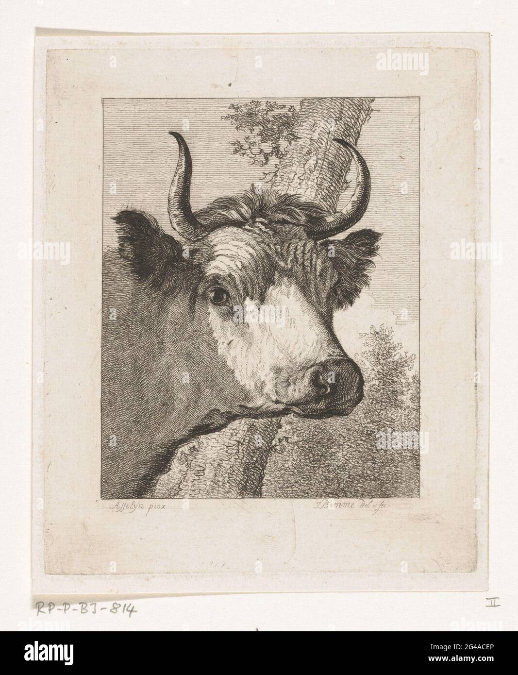 Cow cup to the right Stock Photo - Alamy