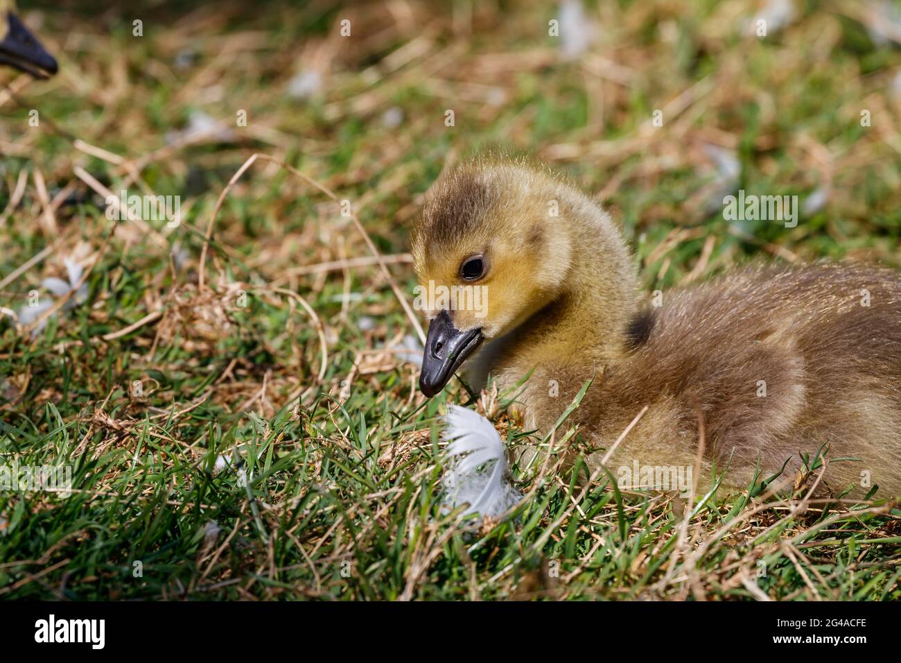 Beautiful goslings hi-res stock photography and images - Alamy