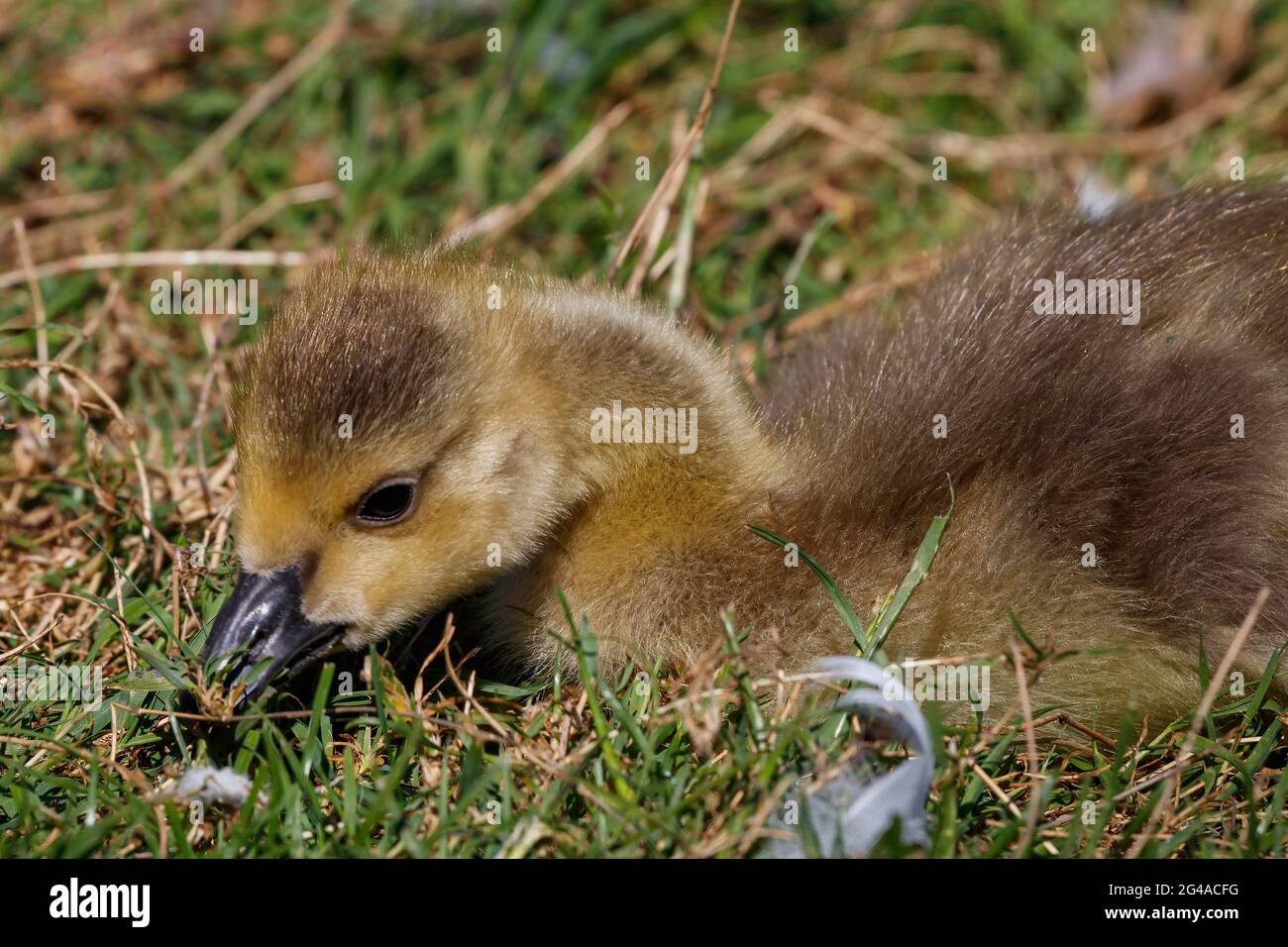 Beautiful goslings hi-res stock photography and images - Alamy