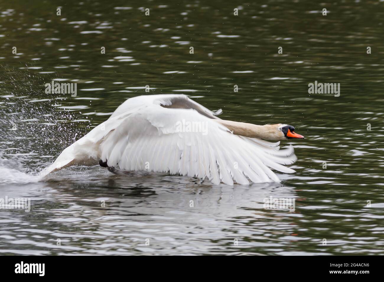Flying swan hi-res stock photography and images - Alamy