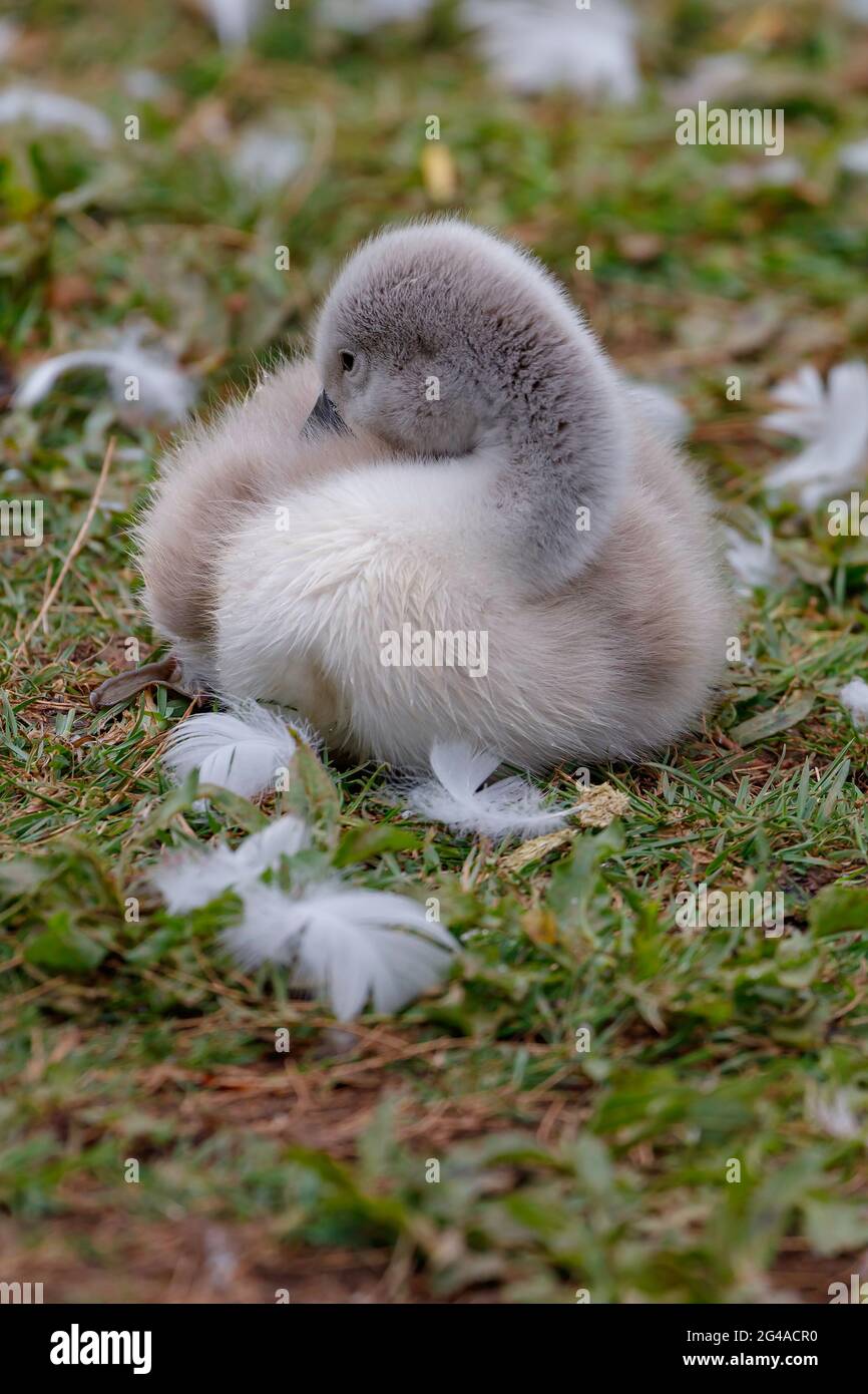 Cygnet cute hi-res stock photography and images - Alamy