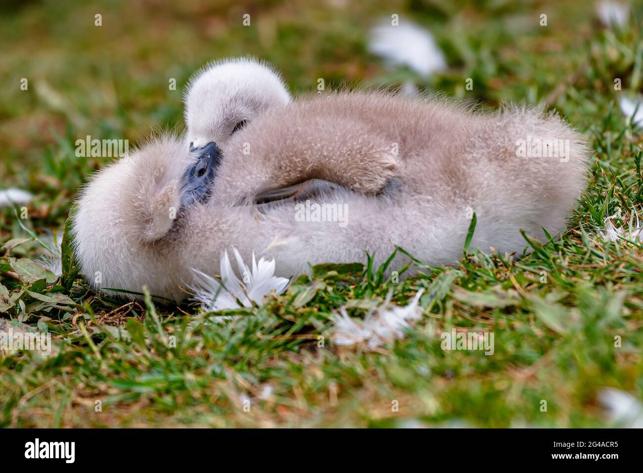Cygnet cute hi-res stock photography and images - Alamy